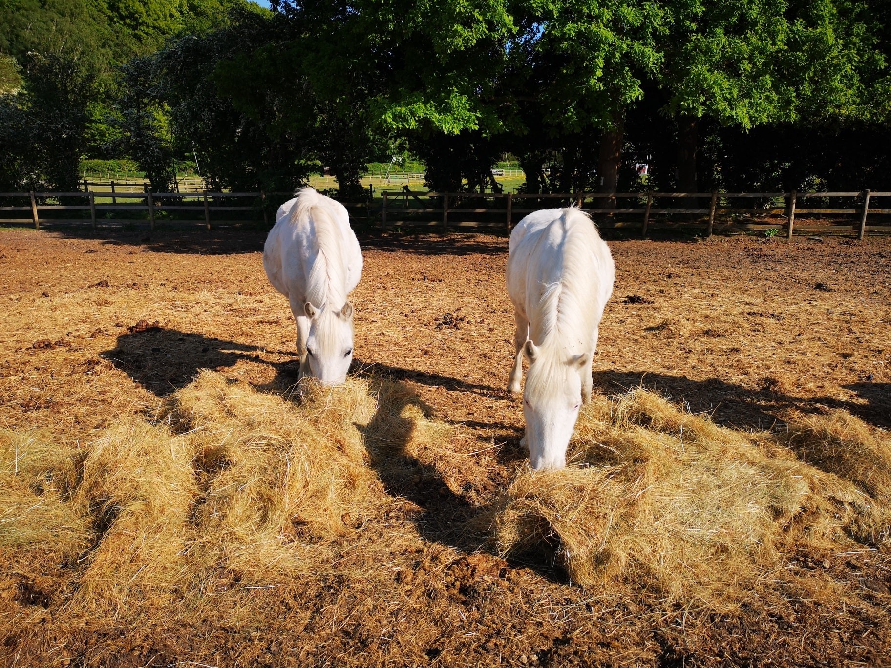Mount Mascal Stables